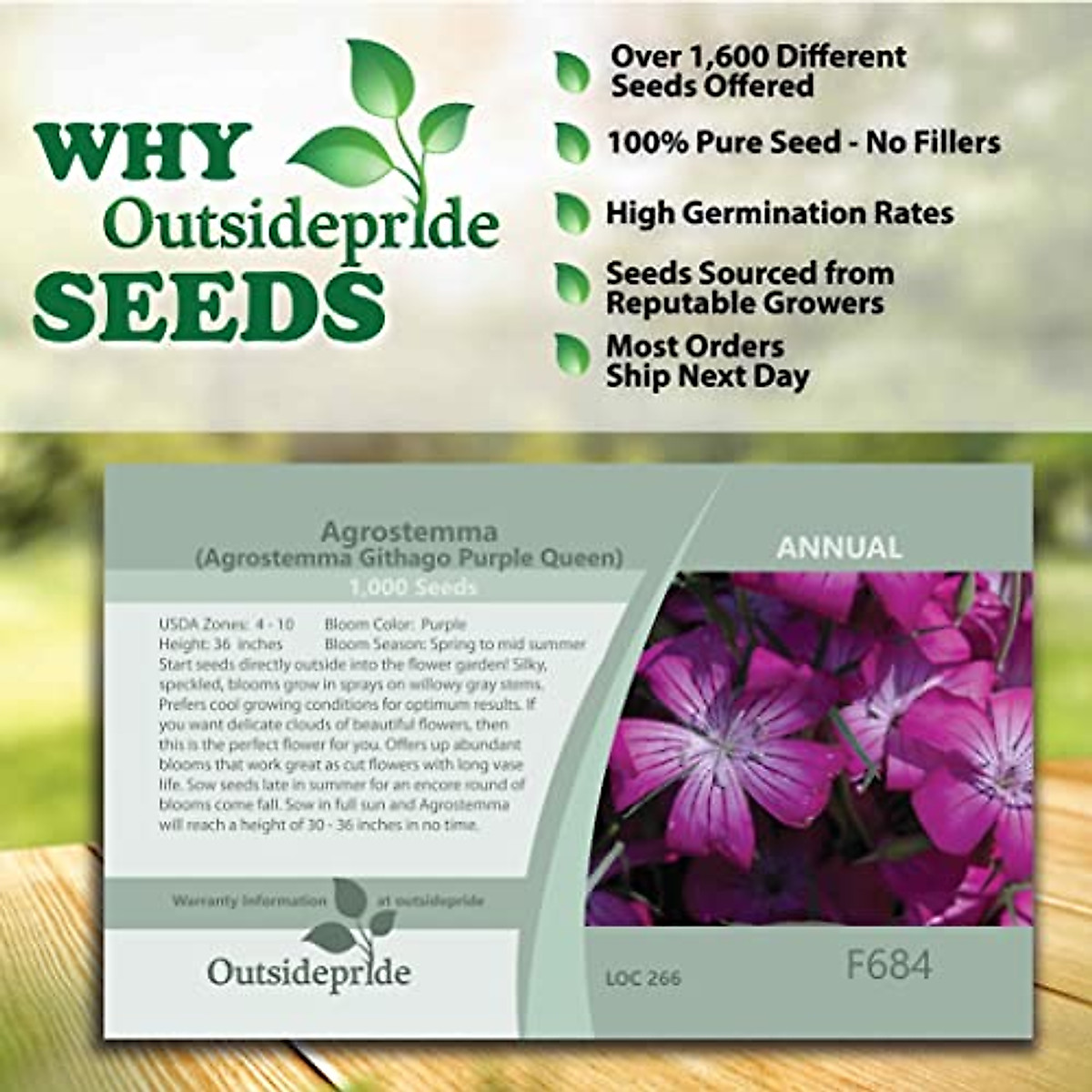 Outsidepride Agrostemma Purple Queen Garden Flower Seeds - 1000 Seeds