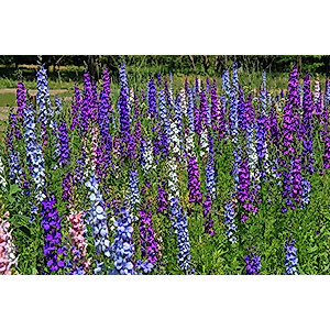 Larkspur Rocket Mix Colors Blend Flower Seeds, 250+ Flower Seeds Per Packet, (Isla's Garden Seeds), Non GMO & Heirloom Seeds, Botanical Name: Delphinium ajacis, Great Home Garden Gift