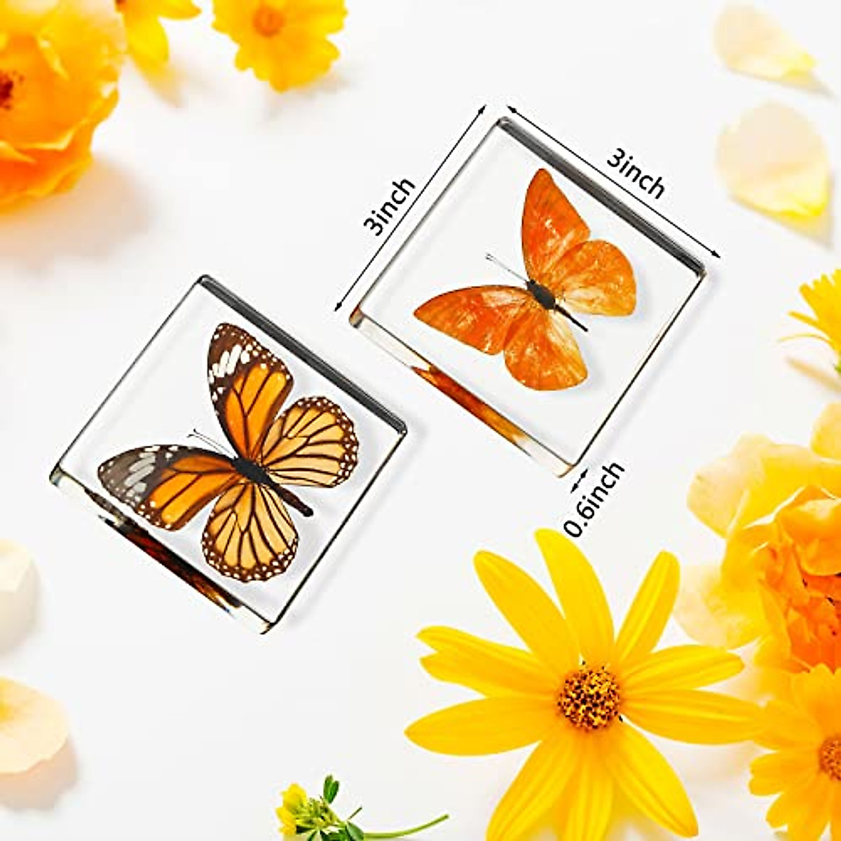 6 Pcs Real Butterfly Specimen Butterfly Paperweight Assortment Framed Butterfly Taxidermy Resin Butterfly Collection Display Science Toys for Home Office School, 6 Styles