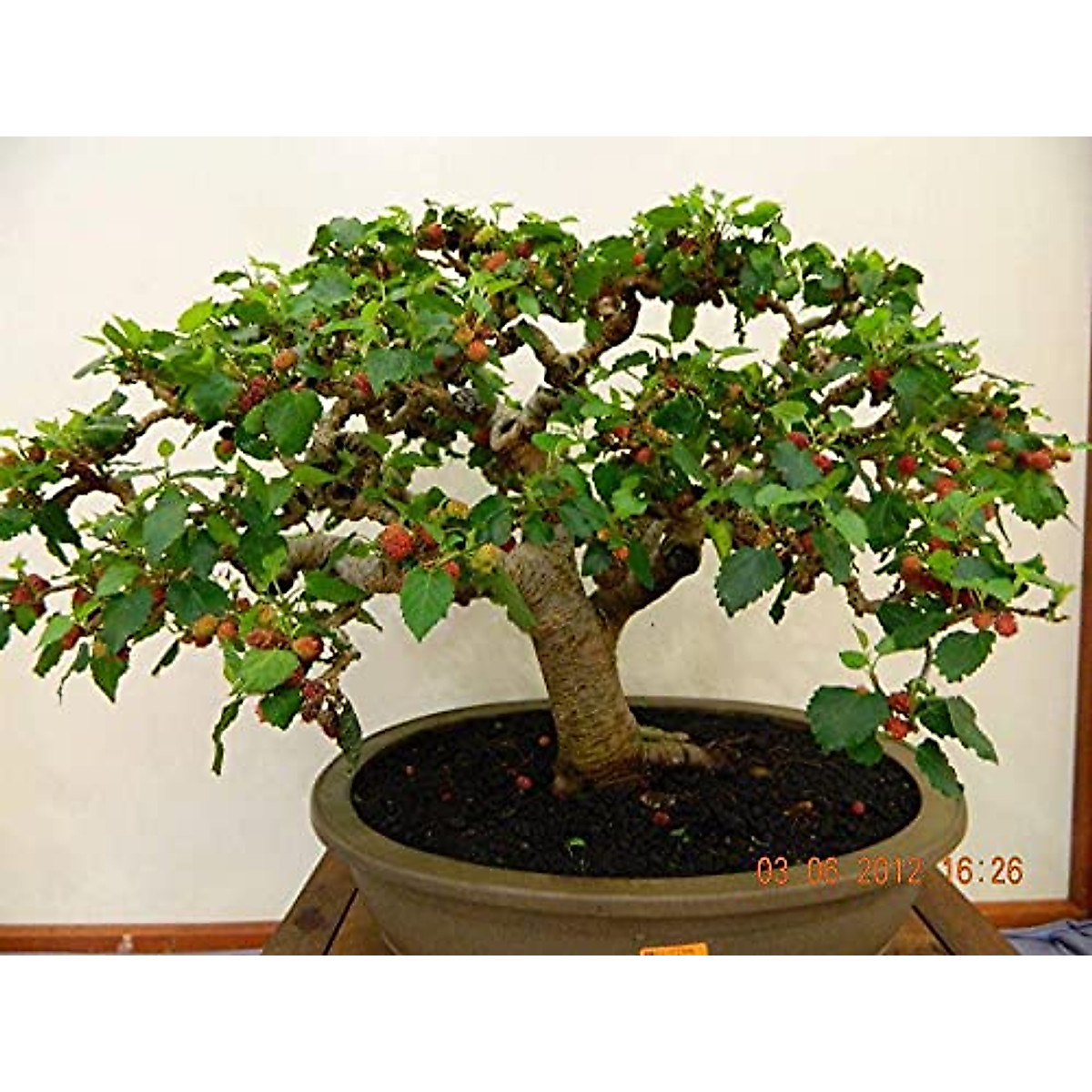 Bonsai Mulberry Tree Seeds - 25 Seeds - Morus Nigra - Grow Fruitbearing Bonsai