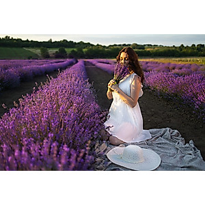 5000+ Lavender Seeds Non-GMO Heirloom Perennial Herb Seeds 90% Germination Lavender Seeds for Planting Indoors, Outdoors