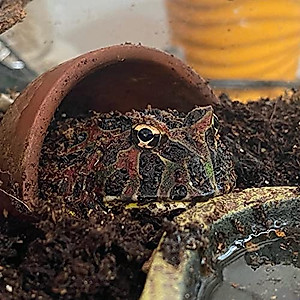 Josh's Frogs Coco Cradle Brick (3 Pack)