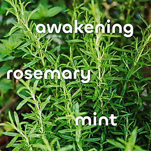 Seaweed Bath Co. Detox Body Wash, Rosemary Mint Scent, 12 Ounce, Shower Gel for Men & Women, Vegan, Paraben Free, Sulfate Free, Cruelty Free