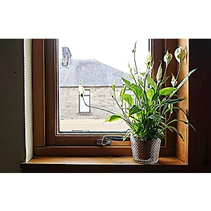 Peace Lily Potting Soil Mix (2 Quarts), for Planting, Growing, or Repotting Peace Lily Plants