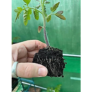 Ladbrooke Genuine Soil Block Maker - Mini 5 Hand Held, Made in England