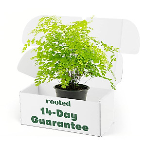 Rooted Maidenhair Fern, Adiantum aethiopicum, Live, Live Indoor, Easy to Grow, Easy to Care, Outdoor Garden and Low Maintenance Houseplant, 6 inch Pot