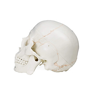 Parco Scientific PB00029 Medical Numbered Human Skull-3 Part | Life Size | from Real Human Skull, Detail Hand Painted Numbering | Sectioned Skullcap | Suture Lines & Full Dentition | Labelled Diagram