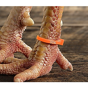 50 ZBand Numbered Poultry Leg Bands Fluorescent ~ Fits Sizes 6 to 14