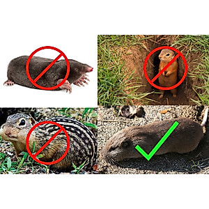 Worlds Best Gopher Trap, New, Stainless Steel, USA Made! (3)