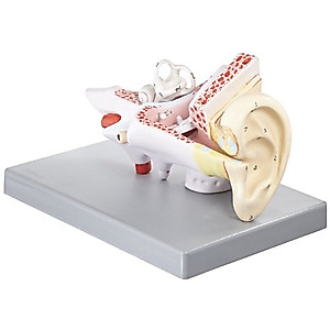Eisco Labs Human Ear Model, 2 Times Enlarged, 3 Parts