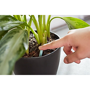 Miracle-Gro Indoor Plant Food Spikes, Includes 48 Spikes - Continuous Feeding for all Flowering and Foliage Houseplants - NPK 6-12-6, Pack of 1