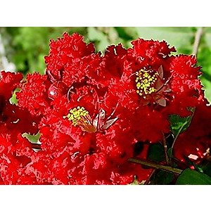Large Dallas Red Tree Crape Myrtle, Matures 18ft+, Brightest Cherry Red Flower Clusters, Ships 2-4ft Tall, Well Rooted in Pot with Soil (10)