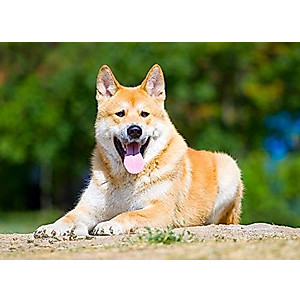 PET SUPPLEMENTS & NUTRITION LLC Dog Immune Support - Advanced Dog Immune Support - Veterinarian Recommended Complex - Dog Turmeric Treat - 1 Bottle (60 Treats)