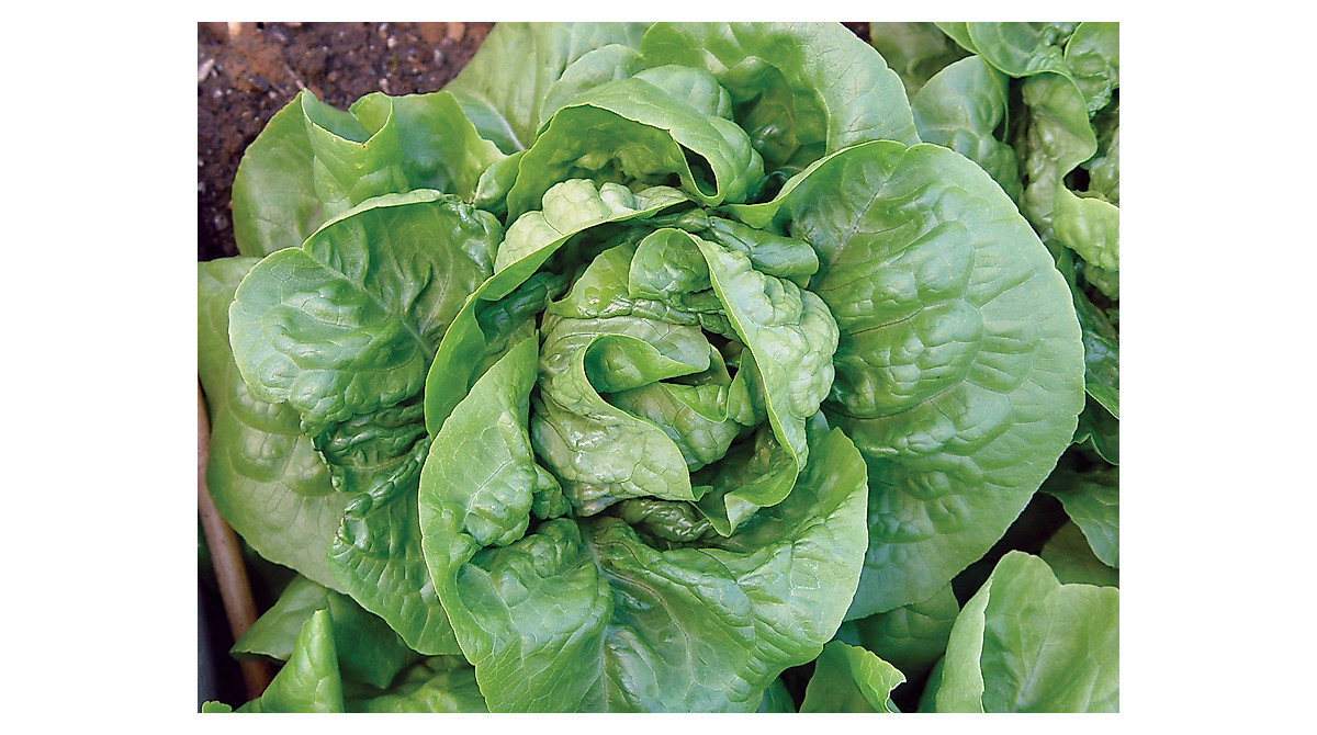 Burpee Buttercrunch Lettuce Seeds - 500 Seeds for Your Garden