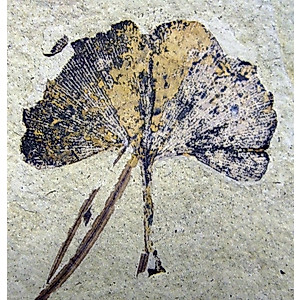 Bonsai Tree | Ginkgo Tree | Seed Grow Kit | The Jonsteen Company