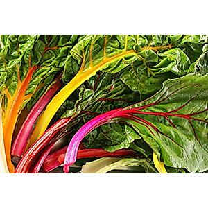 Rainbow Swiss Chard Seeds, 300+ Heirloom Seeds Per Packet, (Isla's Garden Seeds), Non GMO Seeds, Botanical Name: Beta vulgaris subsp. cicla