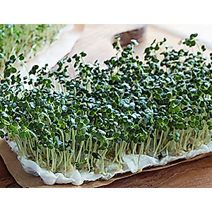 Broccoli Seeds for Sprouting Sprouts Microgreens (8 oz of Pure Seed. Country Creek LLC. Brand.