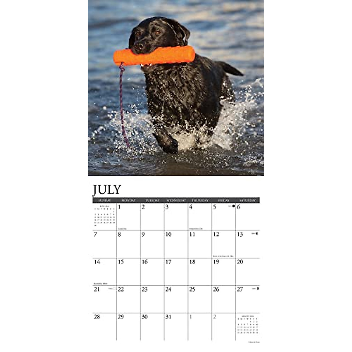 Willow Creek Press Labs Monthly 2024 Wall Calendar (12" x 12")