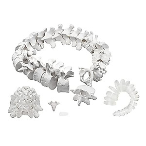 Disarticulated Human Spine Model, 50 Parts - Individual Axial Skeleton Bones: Vertebrae, Sacrum, Coccyx, & Intervertebral Discs - Life Sized - Medical Quality for Chiropractors - Eisco Labs