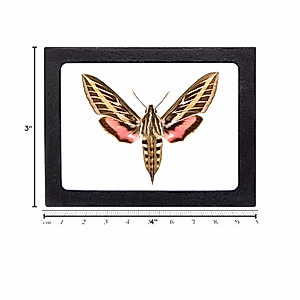 BicBugs Hyles lineata REAL FRAMED SPHINX MOTH WHITE LINED SPHINX ARIZONA