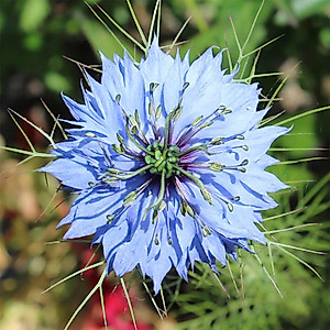 QAUZUY GARDEN 500 Blue Nigella Damascena Seeds Love in a Mist Miss Jekyll, Devil in The Bush- Flower Seeds Striking Landscape Plant Low Maintenance