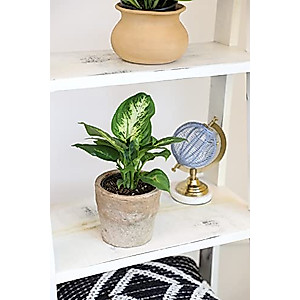 Essential Houseplant Collection (4PK) Live Plants Indoor Plants Live Houseplants in Plant Pots, Easy House Plants Indoors Live, Snake Plant, Pothos in Potting Soil, Clean Air Plants by Plants for Pets