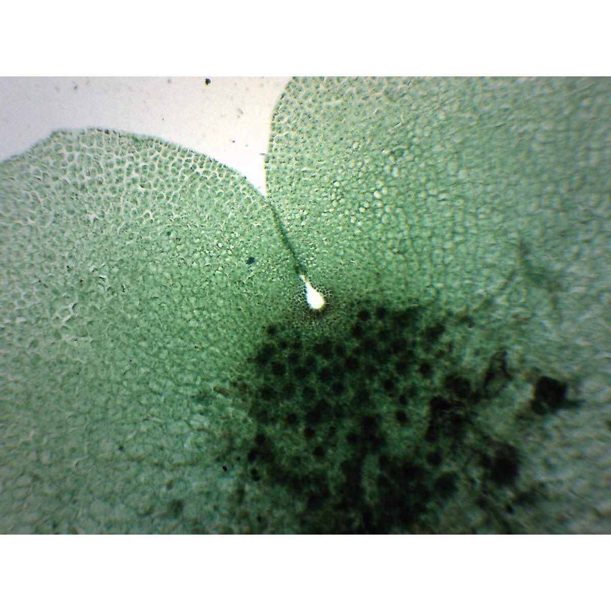 Fern Life Cycle Composite - Prepared Microscope Slide - 75 x 25mm - Biology & Microscopy - Eisco Labs