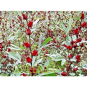 50 Jamaican Sorrel Seeds, Florida Cranberry, Indian Roselle, Hibiscus Sabdariffa