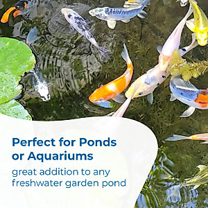 Toledo Goldfish Standard Fin Koi, Variety of Colors and Patterns - Beautiful Live Fish Perfect for Ponds, Tanks, and Aquariums - 4-5 Inches, 10 Count