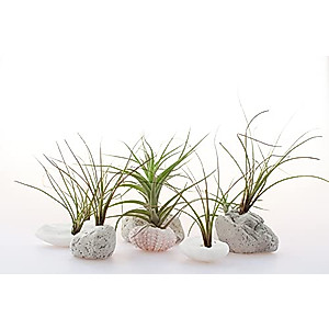 Air Plant Low Light House Plants Box (8PK) Tillandsia Air Plants Live Houseplants Live Indoor Plants Live Succulents Plants Live Terrarium Plants Live, Air Plant Holder Airplant Kit by Plants for Pets