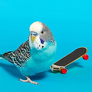 BWOGUE 12PCS Bird Training Toys Parrot Intelligence Toy Mini Sneaker Skateboard Parrot Wooden Block Puzzles Toy Bird Basketball Toy Stacking Rings for Budgie Parakeet Cockatiel Conure Lovebird