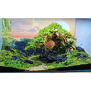Bonsai Driftwood Aquarium Tree for Aquarium Decor Fish Tank Decorations