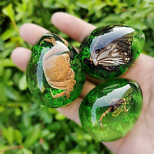 Colourful Amber Fossil Insect Artificial Amber Insect Specimen Pendant Amber Stone Ornament for Collection,Science Education (12 PCS)