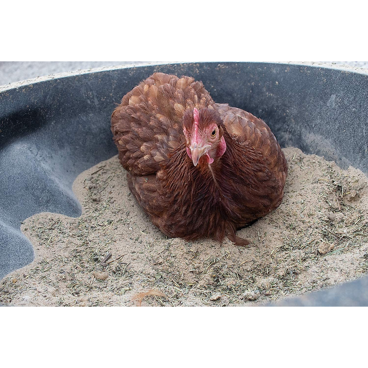 Pampered Chicken Mama Dust Bath with Non-GMO Herbs (5 pounds) - All Natural Poultry Supplies for Hens Who Love Bathing in Chicken Coops - (5 pounds)