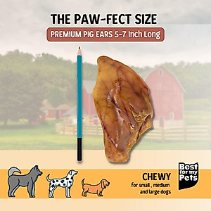 Best For My Pets Pig Ears for Dogs (Whole, 60 Pack), Healthy, Highly Digestible All Natural Pigs Ears Long-Lasting Dog Chews, Pork Dog Chew Treat