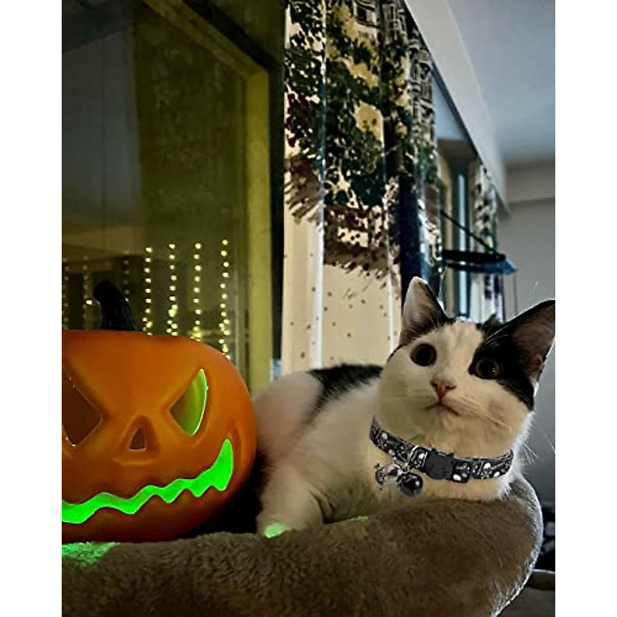 BoomBone Cat Collar Halloween Set of 2, Skull Cat Collar for Small Dogs, Holiday Kitten Collar with Bell
