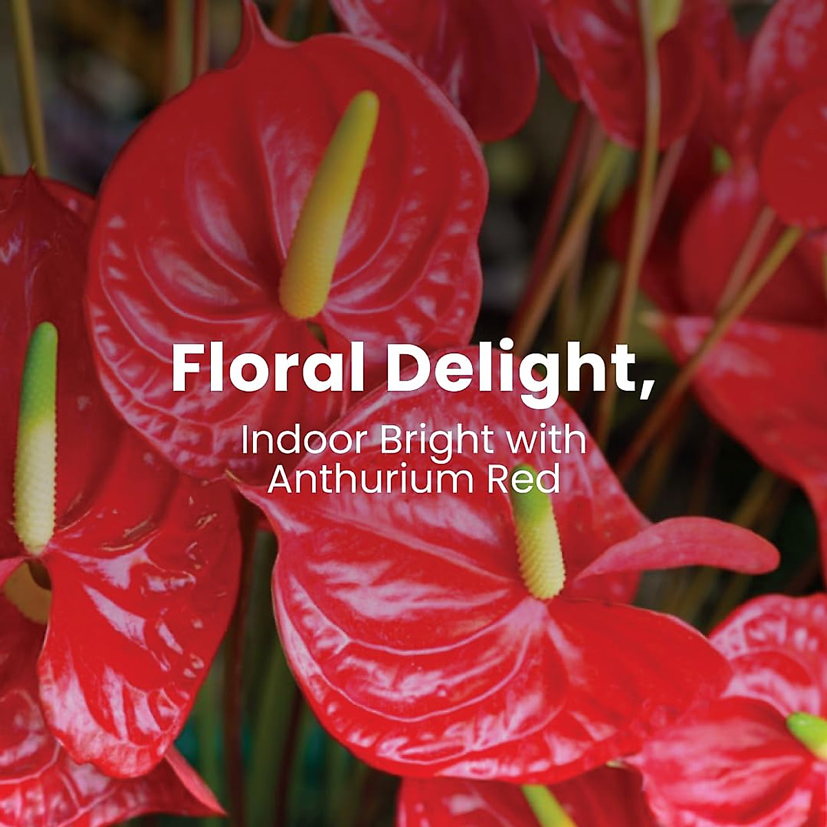 American Plant Exchange Anthurium Plant, 6-Inch Pot, Live Indoor Houseplant, Easy Care Flowering Houseplant, Home and Office Décor, Red Flowers