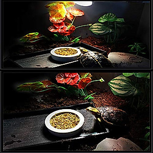 Tfwadmx 2 Pack Reptile Food Bowl, Mini Ceramic Water Feeder Bowl, Reptile Worm Feeding Dish for Lizard Turtle Bearded Dragon Anoles Crested Gecko Hermit Crab Leopard Gecko Chameleon Corn Snake