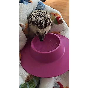 STAYbowl Tip-Proof Ergonomic Pet Bowl for Guinea Pig and Other Small Pets, 1/4-Cup Small Size, Lilac (Purple)