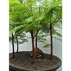 5 Tree Redwood Forest Bonsai Tree