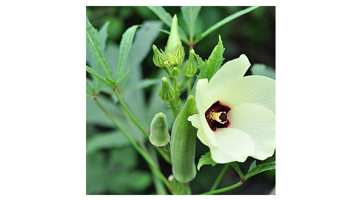 David's Garden Seeds Okra Clemson Spineless Perfection FBA-2538 (Green ...