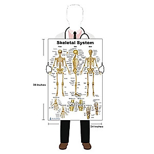 Skeletal System and Male Muscle Poster Set 24 x 36 inch, Extra Pocket Size Muscle Cards, Marker and Eraser Compatible
