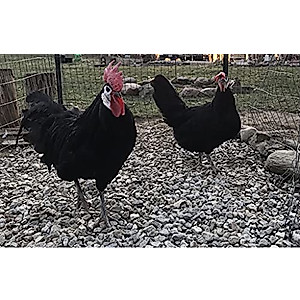 White Face Black Spanish Fertile Chicken Hatching Eggs, Fertile Eggs