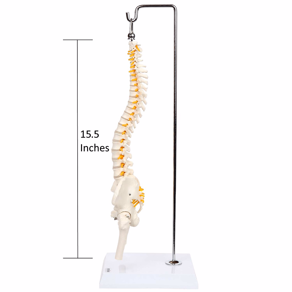 Axis Scientific 15.5" Mini Spine Model with Vertebrae,Nerves,Arteries, Lumbar Column,Male Pelvis - Human Anatomy Model for Education & Study - Includes Stand/Product Manual - Plastic Spine Model