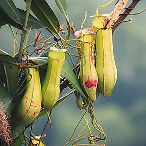 KOqwez33 Flower Garden Decoration 400Pcs/Bag Fast Growing Nepenthes Seeds Carnivorous Gorgeous Bonsai Garden Pitcher Plant Seeds for Balcony - Nepenthes Seeds