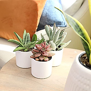 Live Succulents in White Planter Pots (3 PK), Live Succulent Plants Live Plants in Succulent Pots, Mini Succulents Plants Live Unique Gardening Gifts for Plant Lovers, Plant Gifts by Plants for Pets