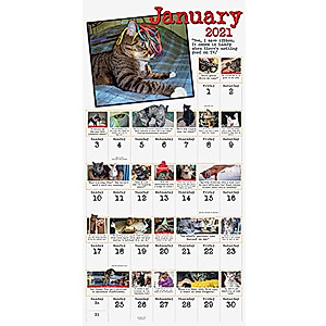 Bad Cat Wall Calendar 2021