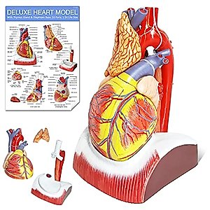 Evotech Deluxe Human Heart Model with Thymus Gland & Diaphram Base, 10 Parts 1.5X Life Size Large Anatomical Heart Model for Classroom and Cardiology Study