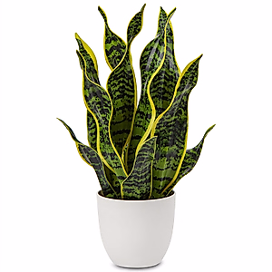 Hollyone Artificial Snake Plant Potted Faux Sansevieria Trifasciata Plants, 16.5" Tropical Fake Plants in White Pots for Home Office Room Indoor Decor Housewarming Gifts