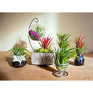 Ionantha Tillandsia Air Plants Live Indoor Plants (5PK), Air Plant Terrarium Plants Live Houseplants, Live Plants Indoor Plant Kit, Easy Care Plants for Air Plant Holder or Garden by Plants for Pets